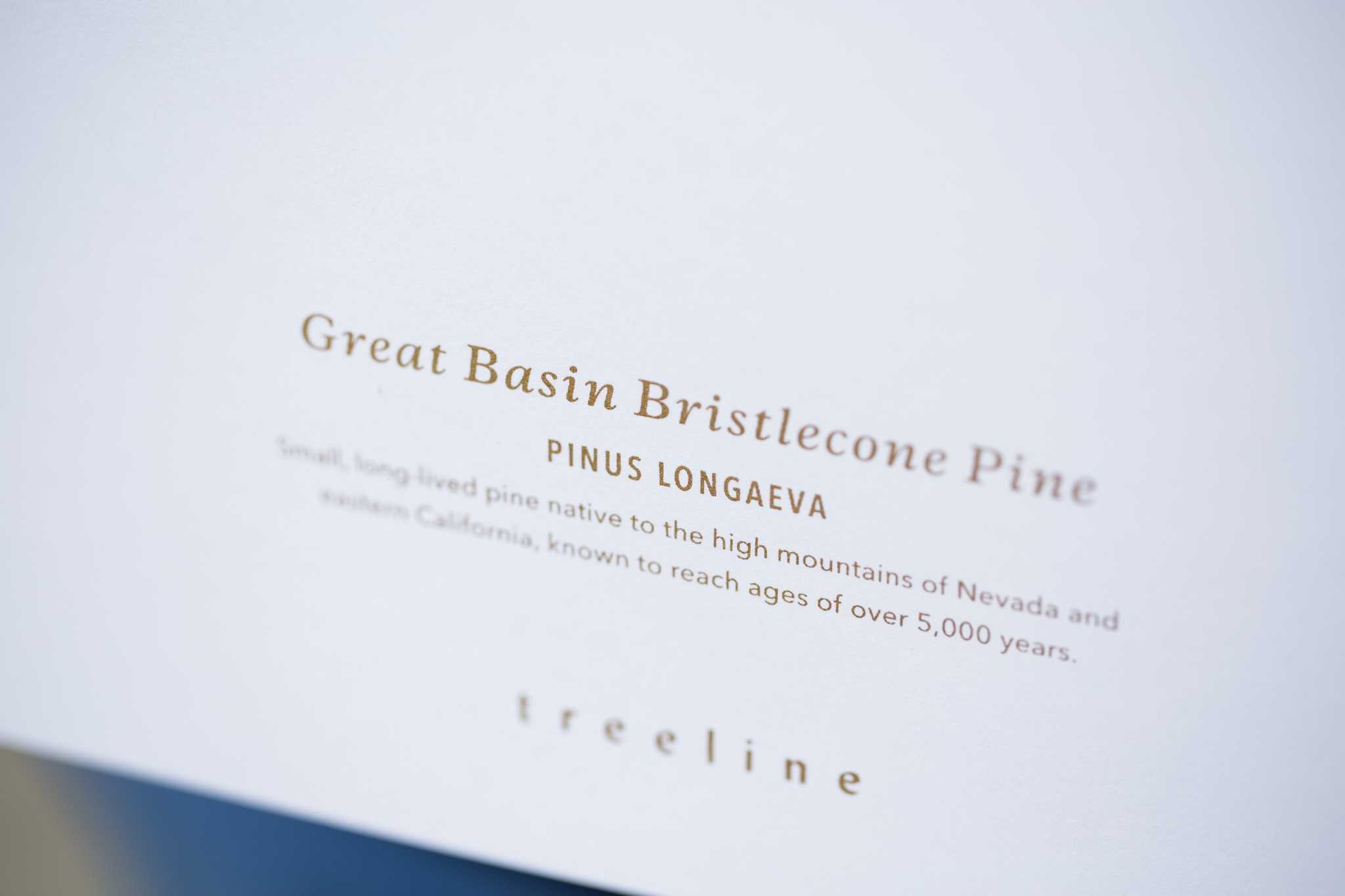 Patagonia's Treeline Film Art Print Series • Mama’s Sauce